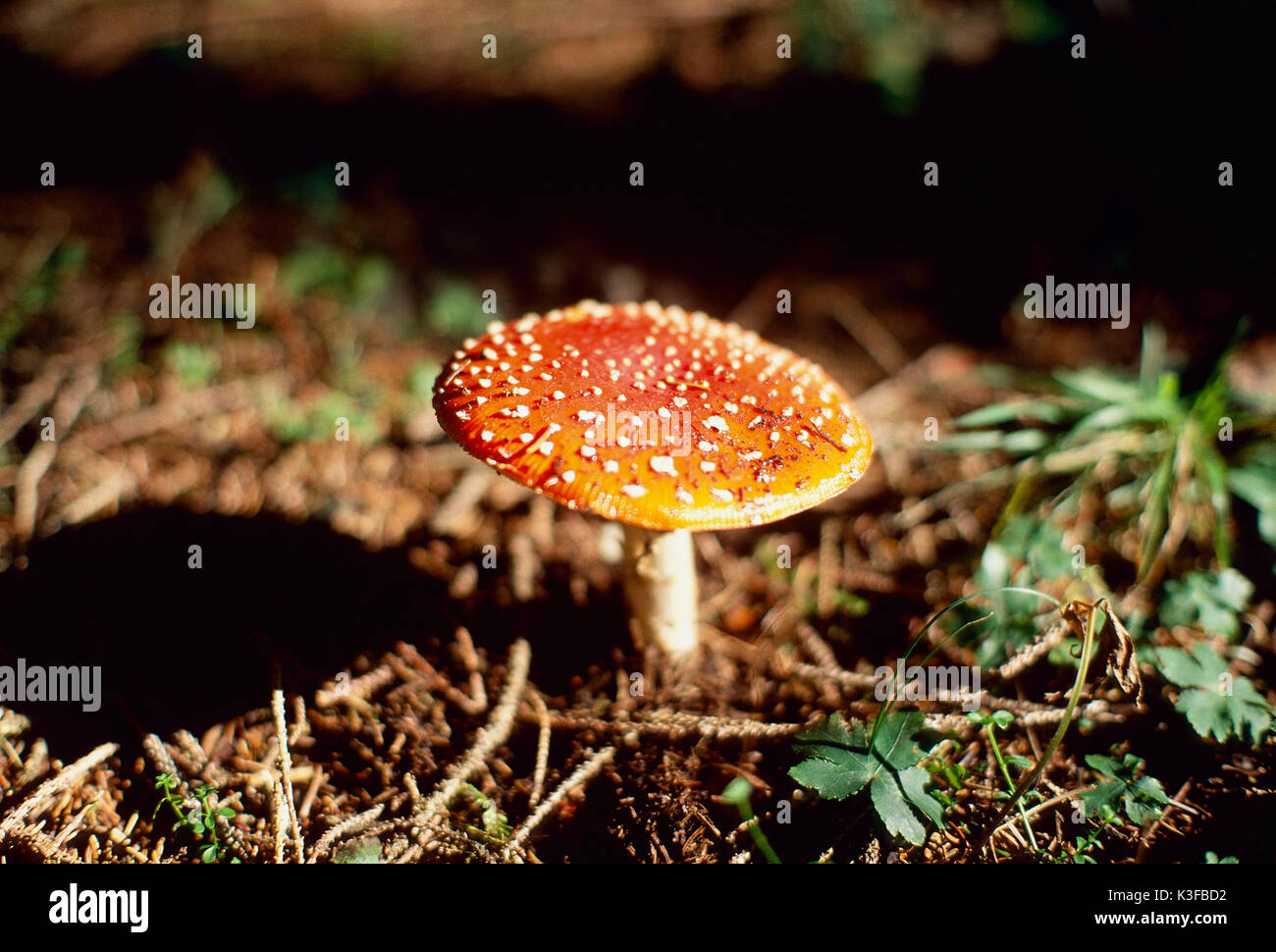 Toadstool at the wood Stock Photo - Alamy