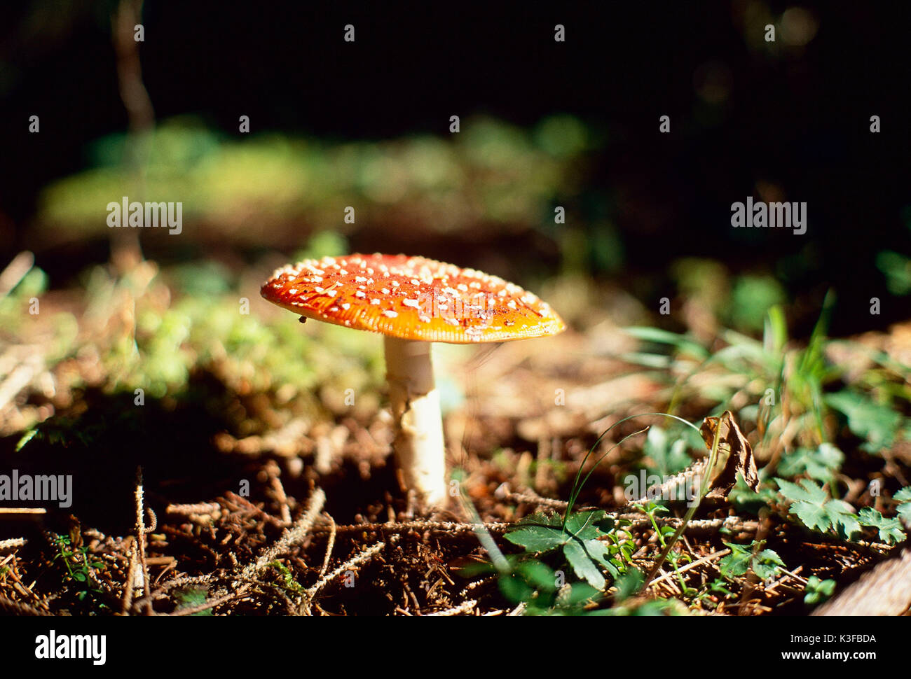 Fungi toadstool wood hi-res stock photography and images - Alamy