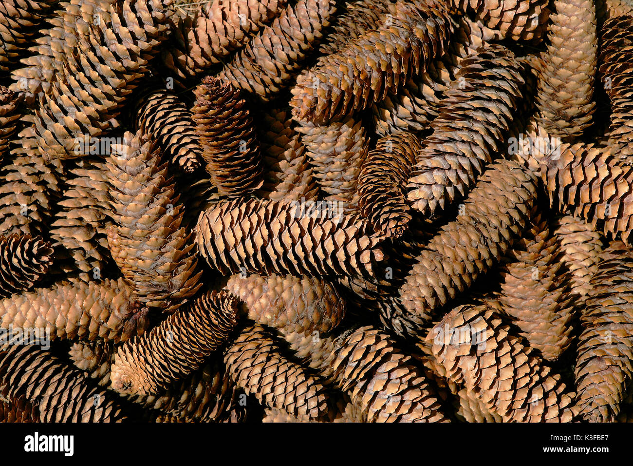Fir cones close up hi-res stock photography and images - Alamy