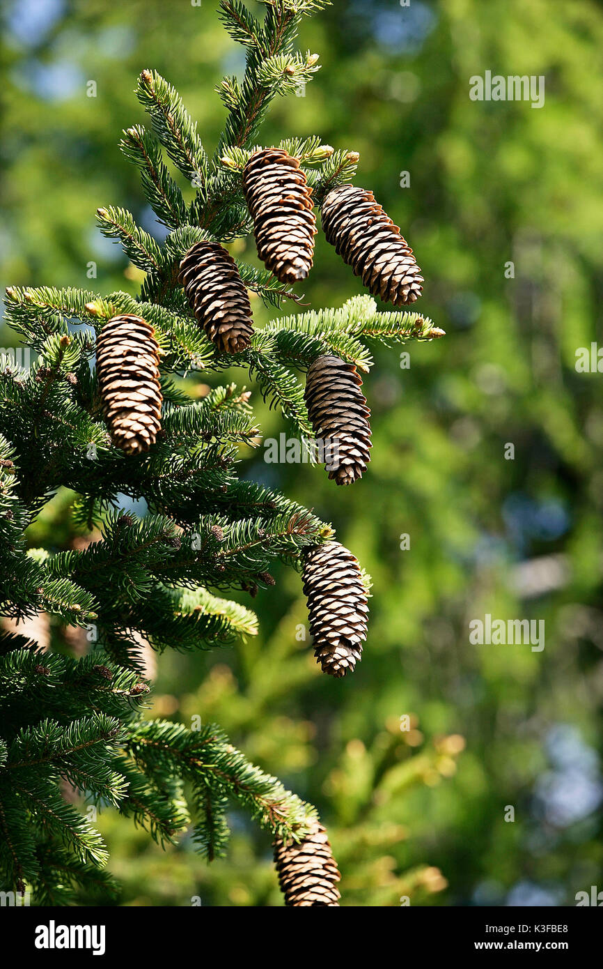 Fir cones hi-res stock photography and images - Alamy