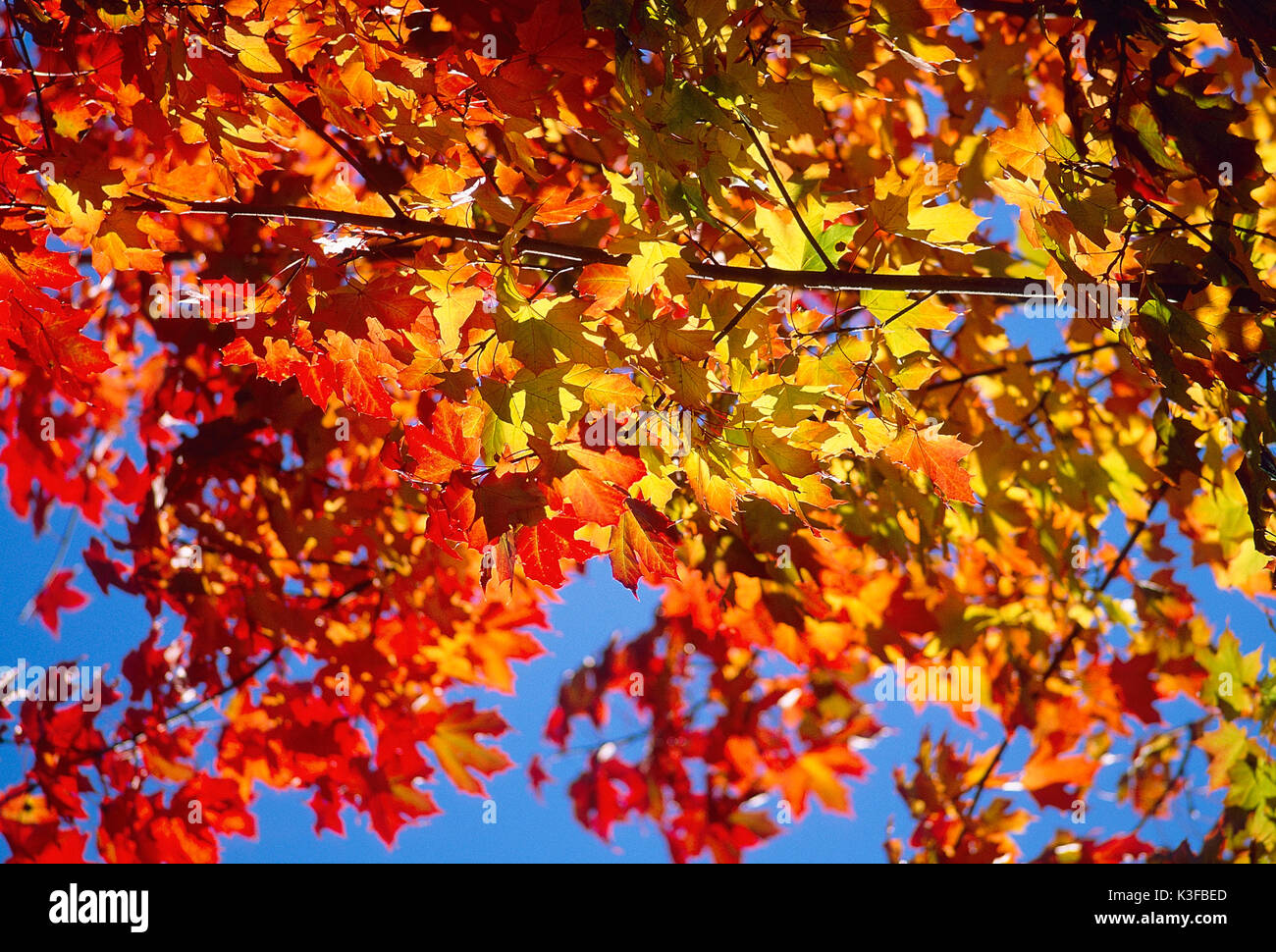 Maple branch autumn leaves in hi-res stock photography and images - Alamy