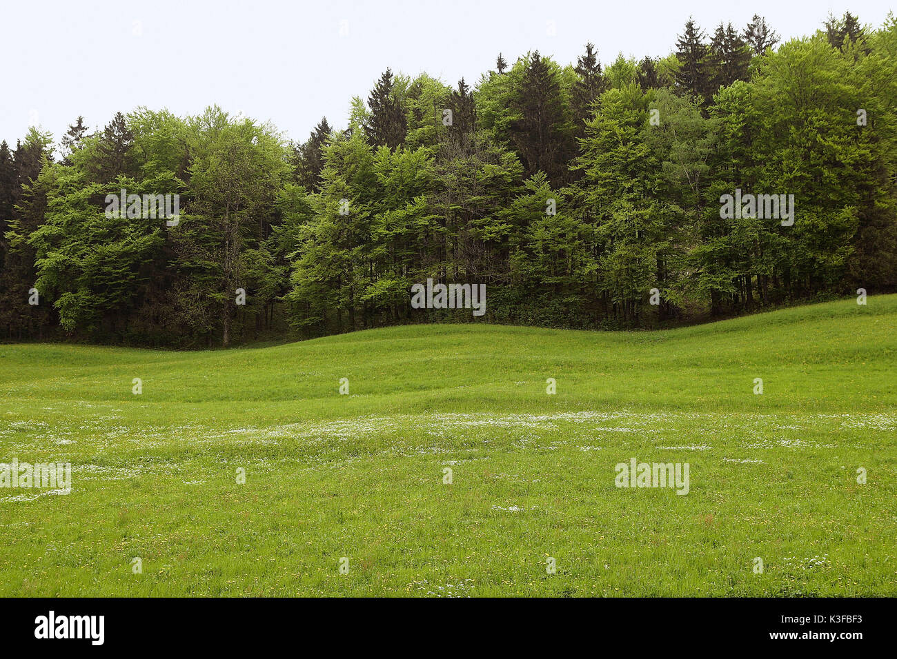 Edge flower hi-res stock photography and images - Alamy