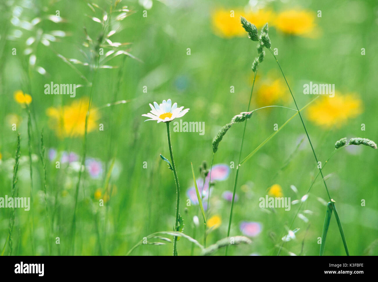 Spring meadow with daisy Stock Photo - Alamy