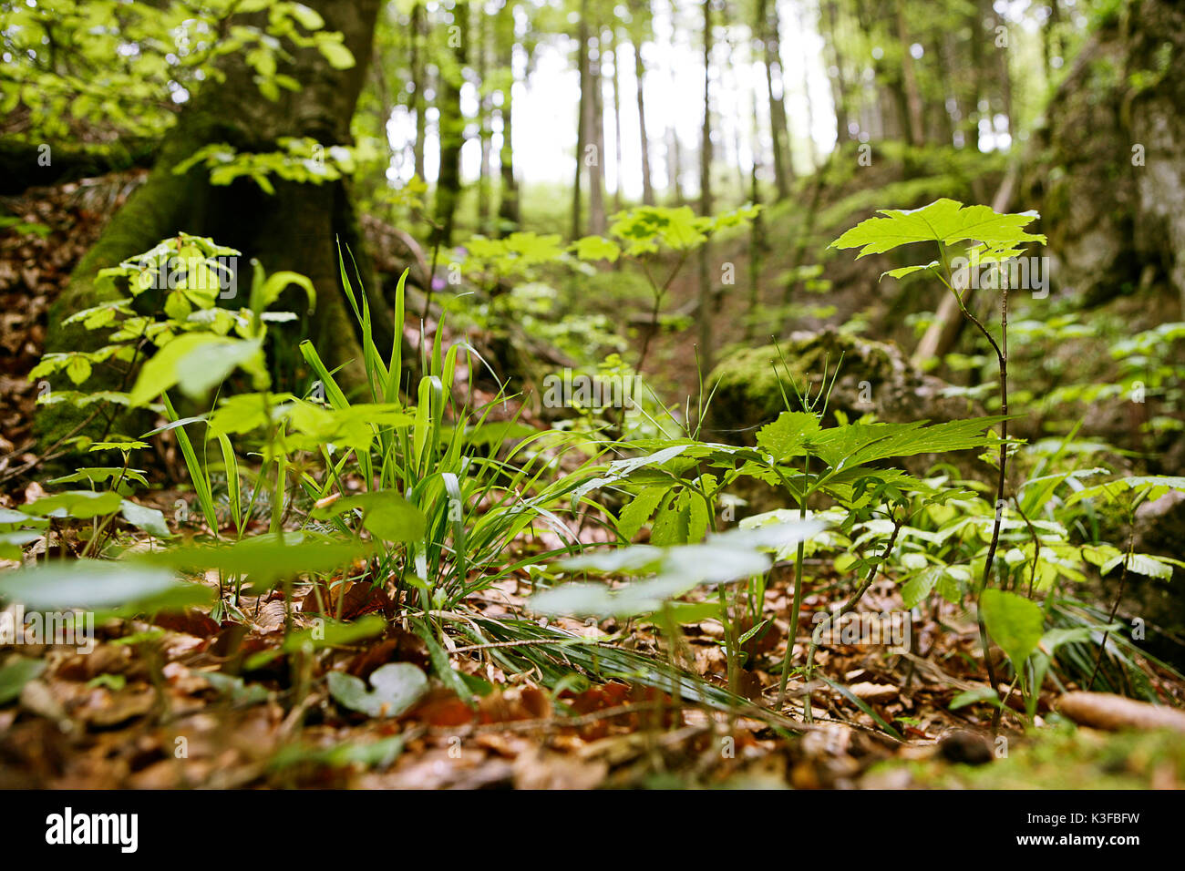 Forest floor hi-res stock photography and images - Alamy