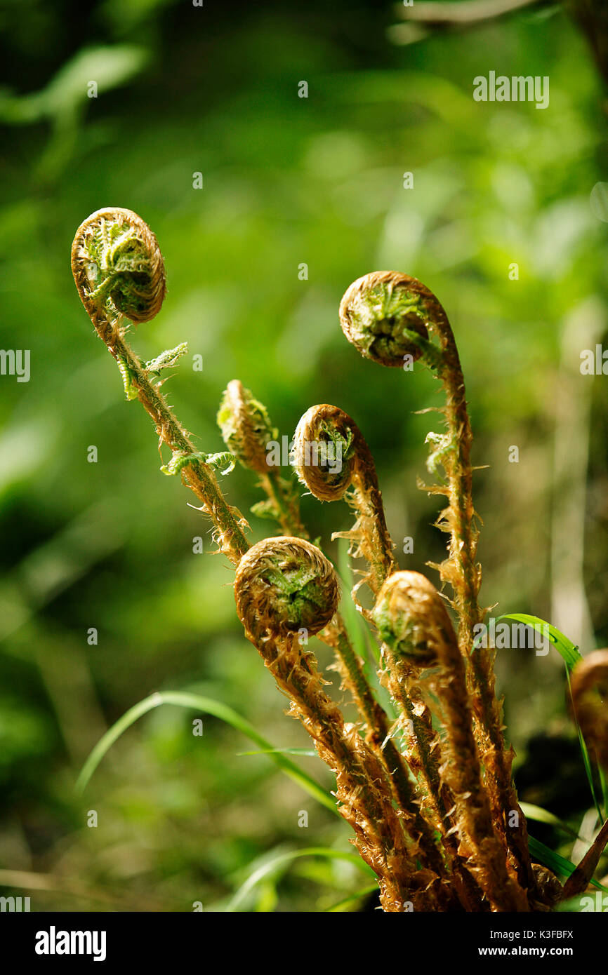 Rolled up ferns hi-res stock photography and images - Alamy