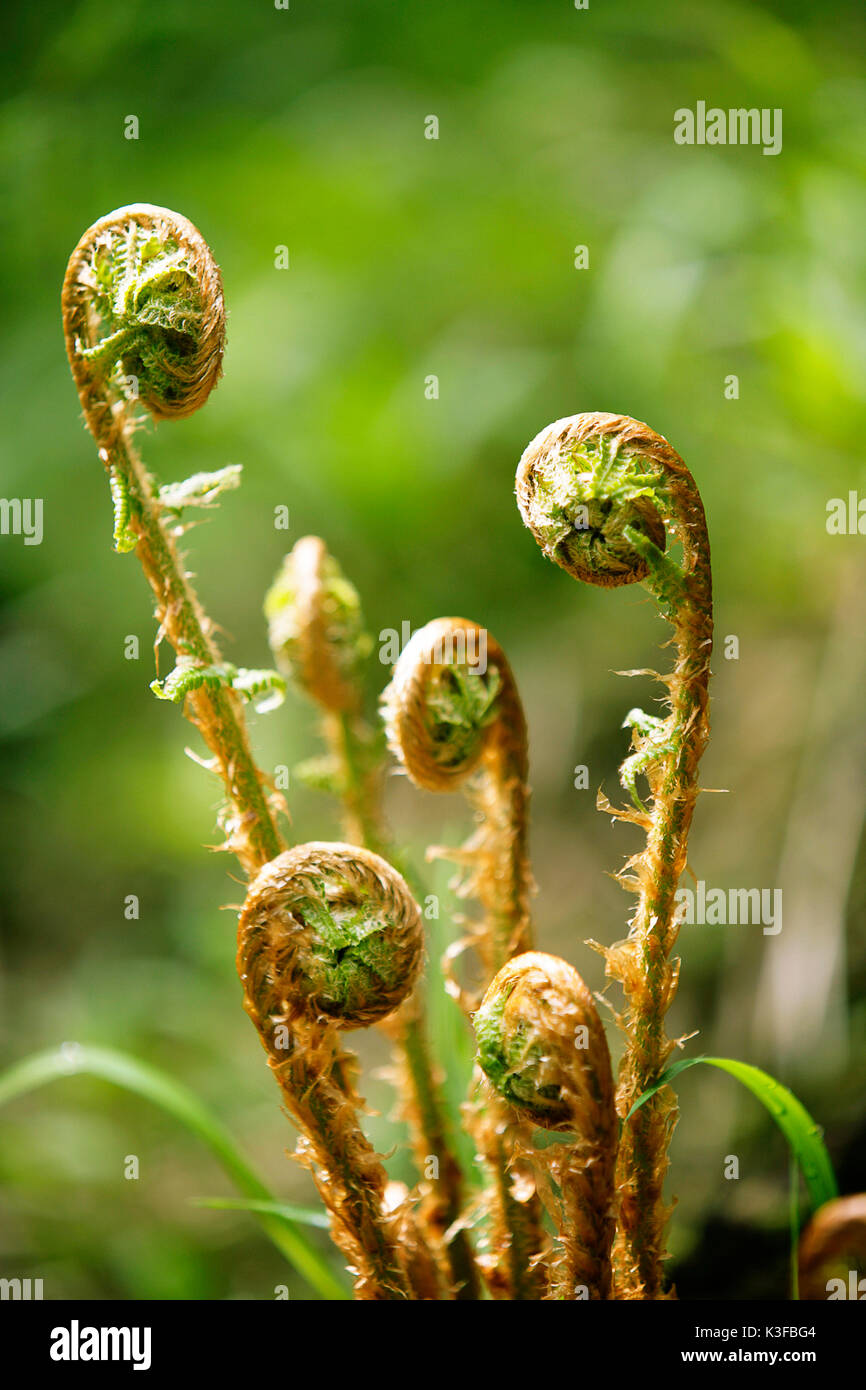 Rolled up ferns hi-res stock photography and images - Alamy
