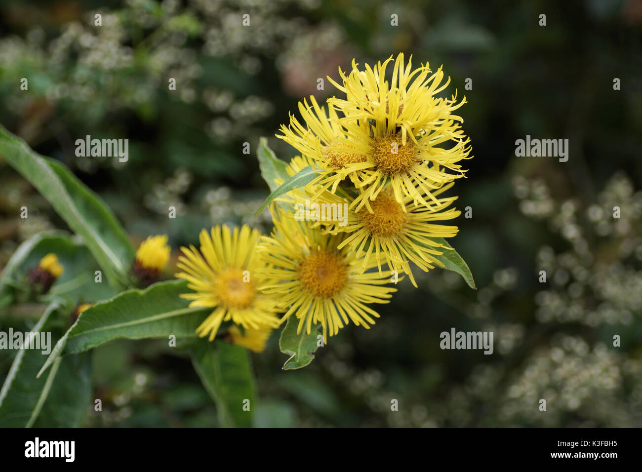 Inula garden uk hi-res stock photography and images - Alamy
