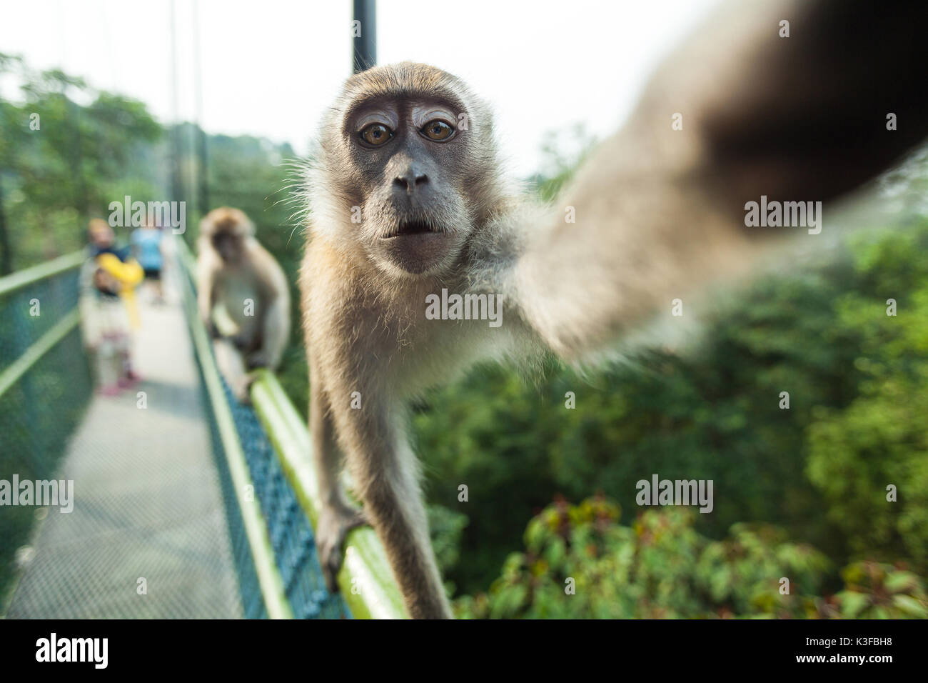 Monkey selfie smiling hi-res stock photography and images - Alamy