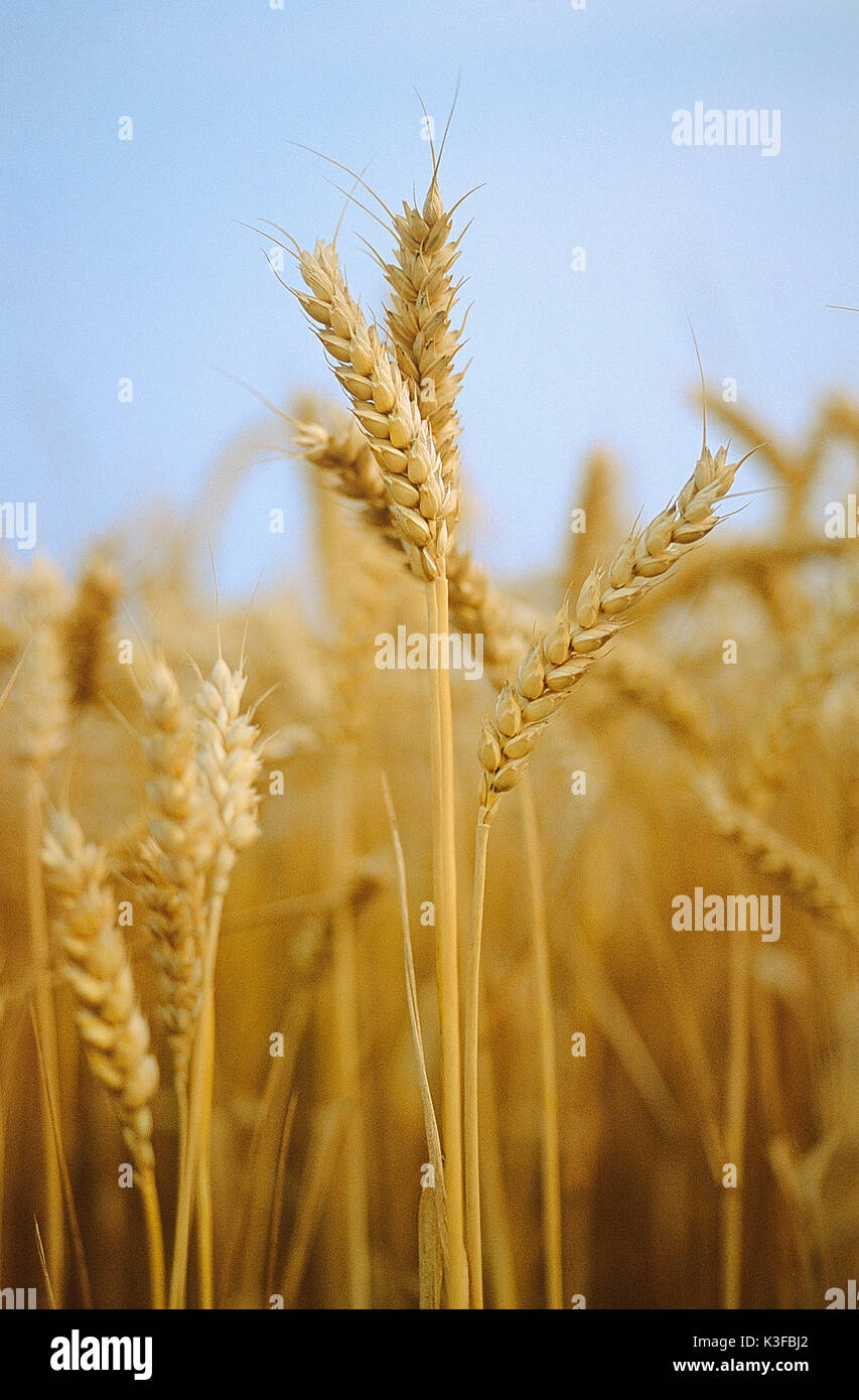 Detail wheat field hi-res stock photography and images - Alamy