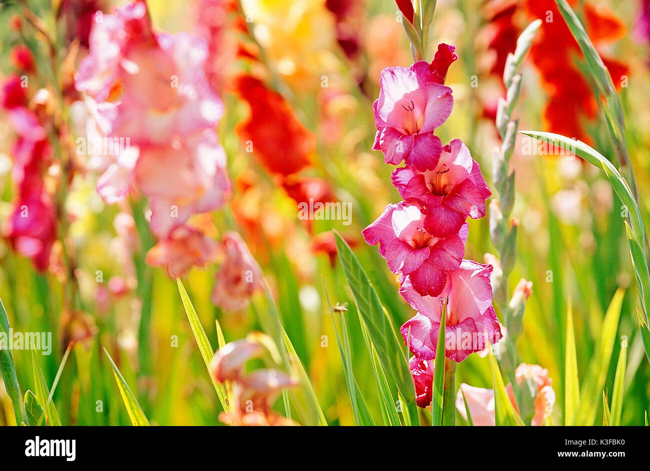 Field gladiolus hi-res stock photography and images - Alamy