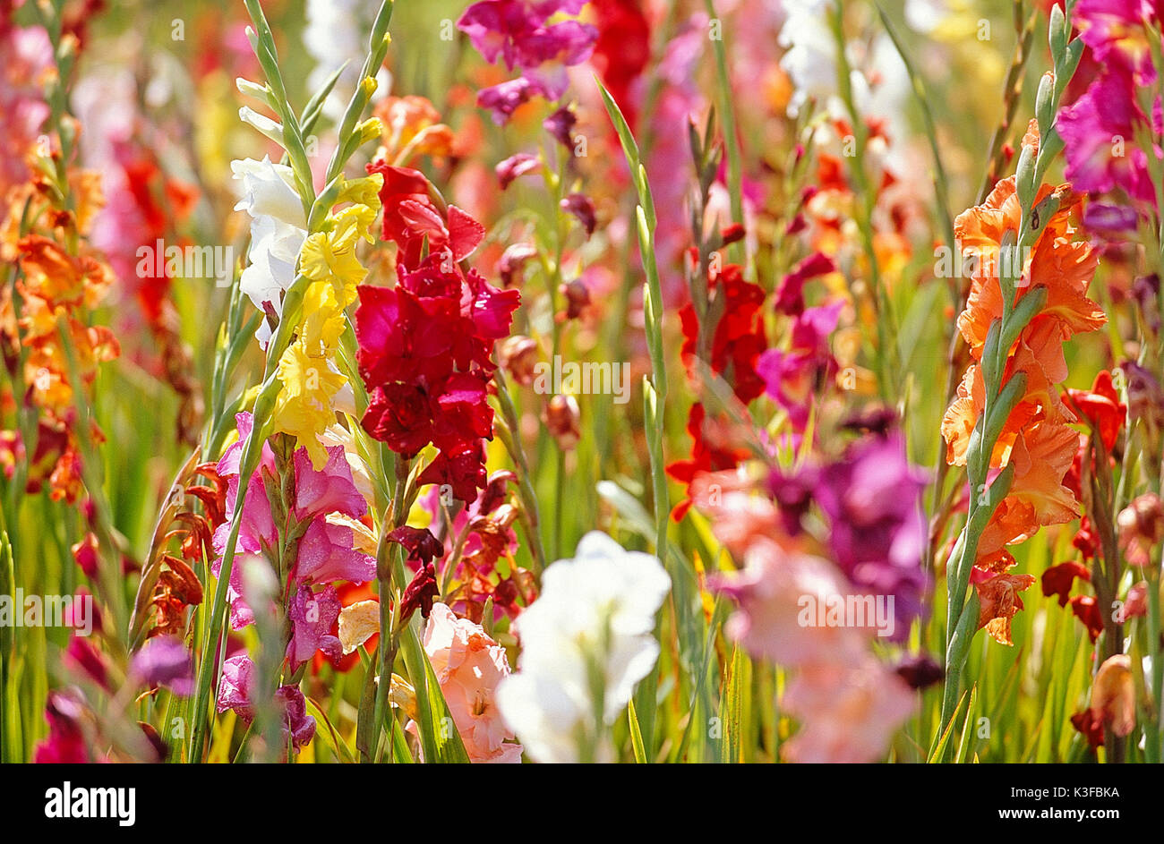 Field gladiolus hi-res stock photography and images - Alamy