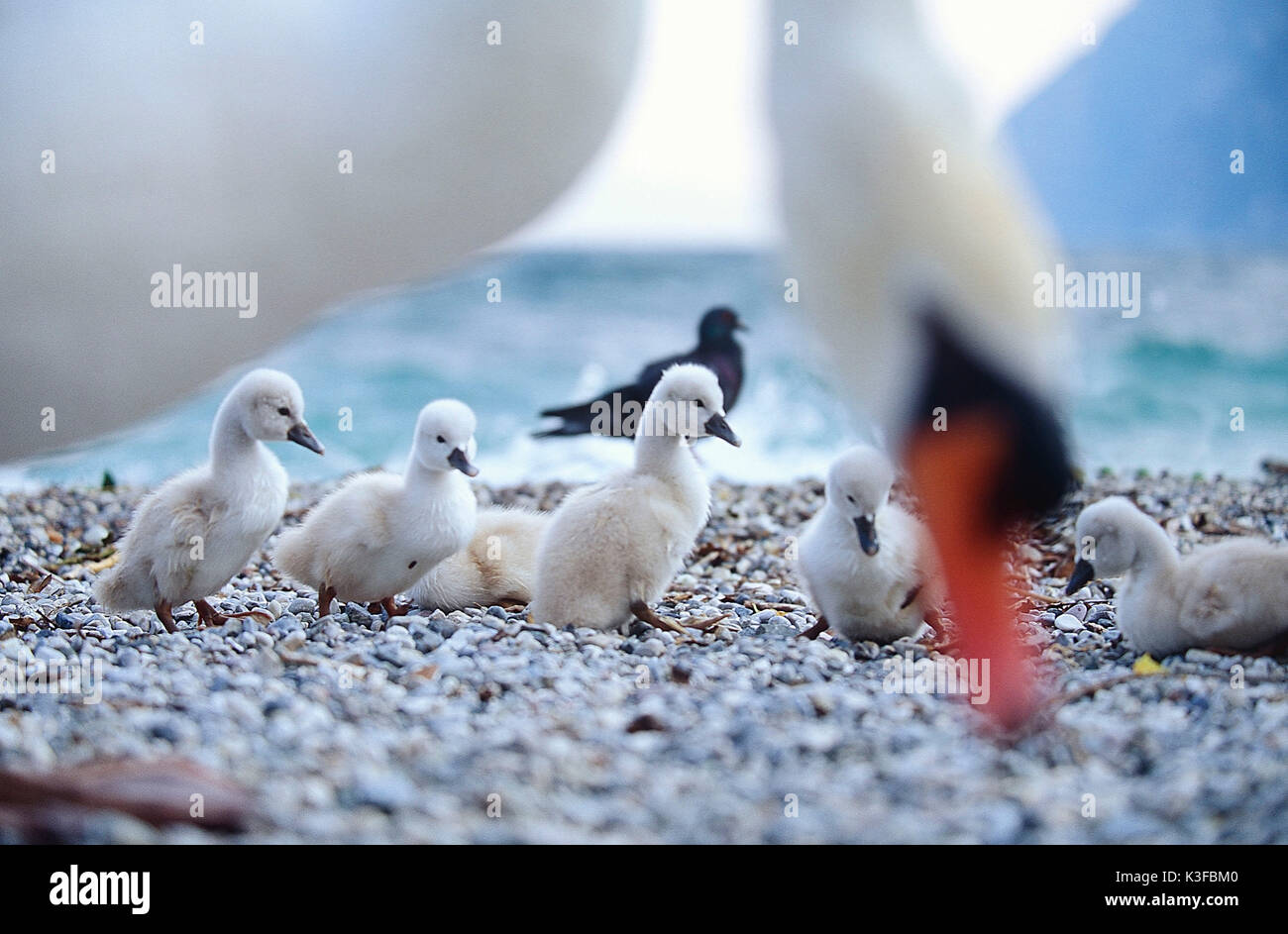 Offspring birds hi-res stock photography and images - Alamy