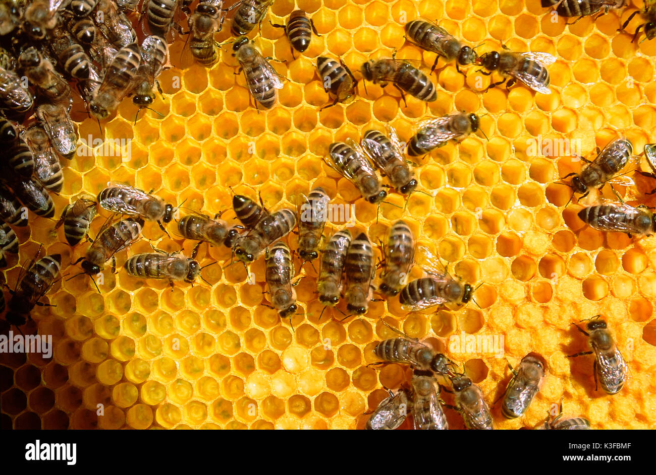 Bees on a honeycomb Stock Photo - Alamy