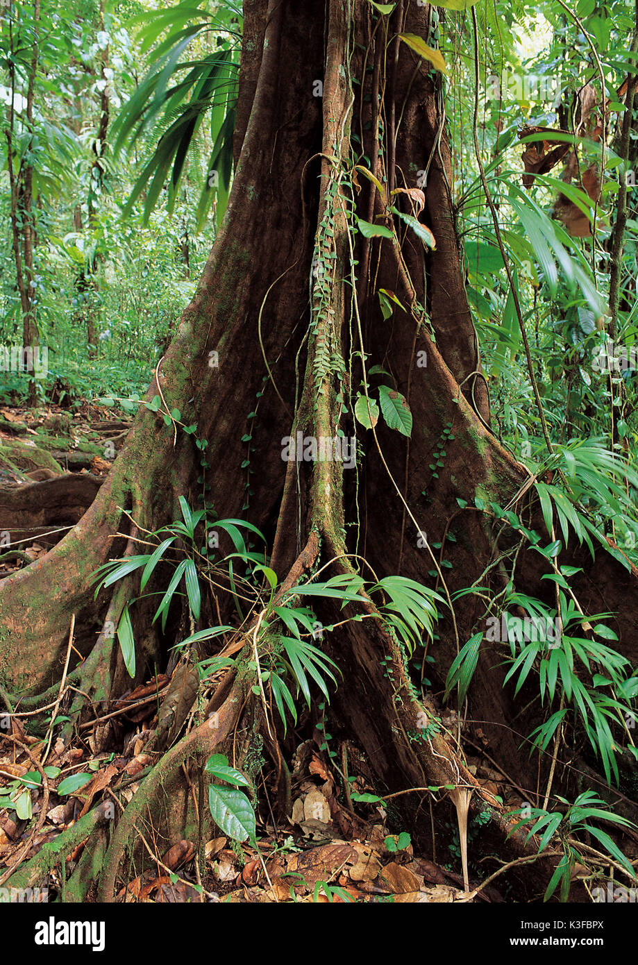 Fertile tree hi-res stock photography and images - Alamy
