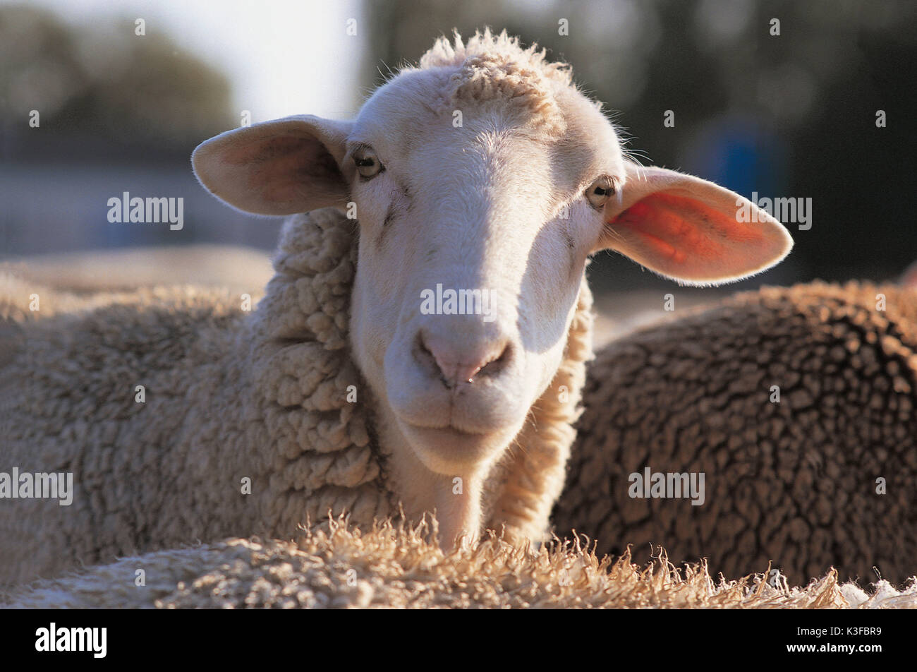 Sheep head hi-res stock photography and images - Alamy