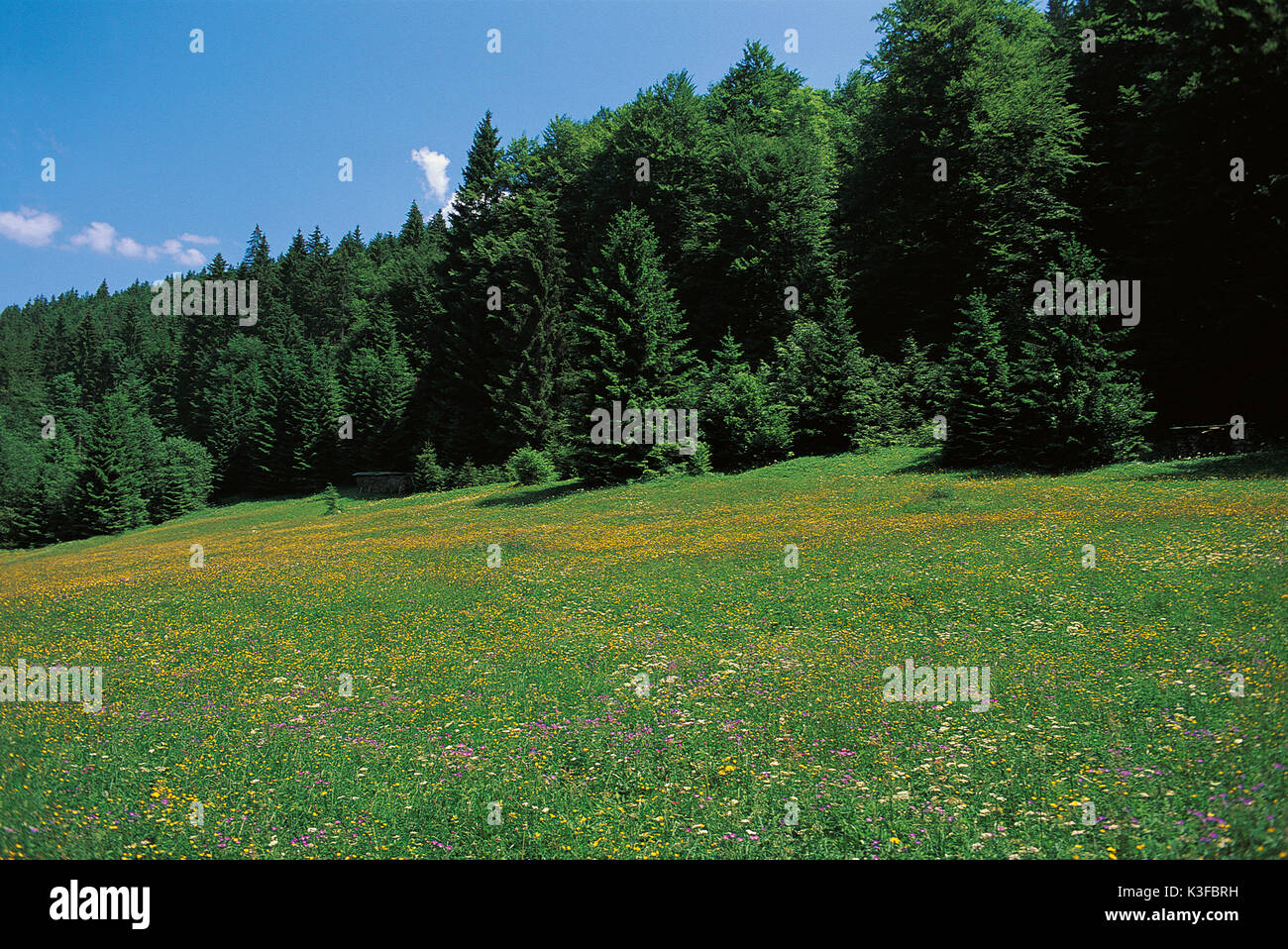 Tree edge meadow in hi-res stock photography and images - Alamy