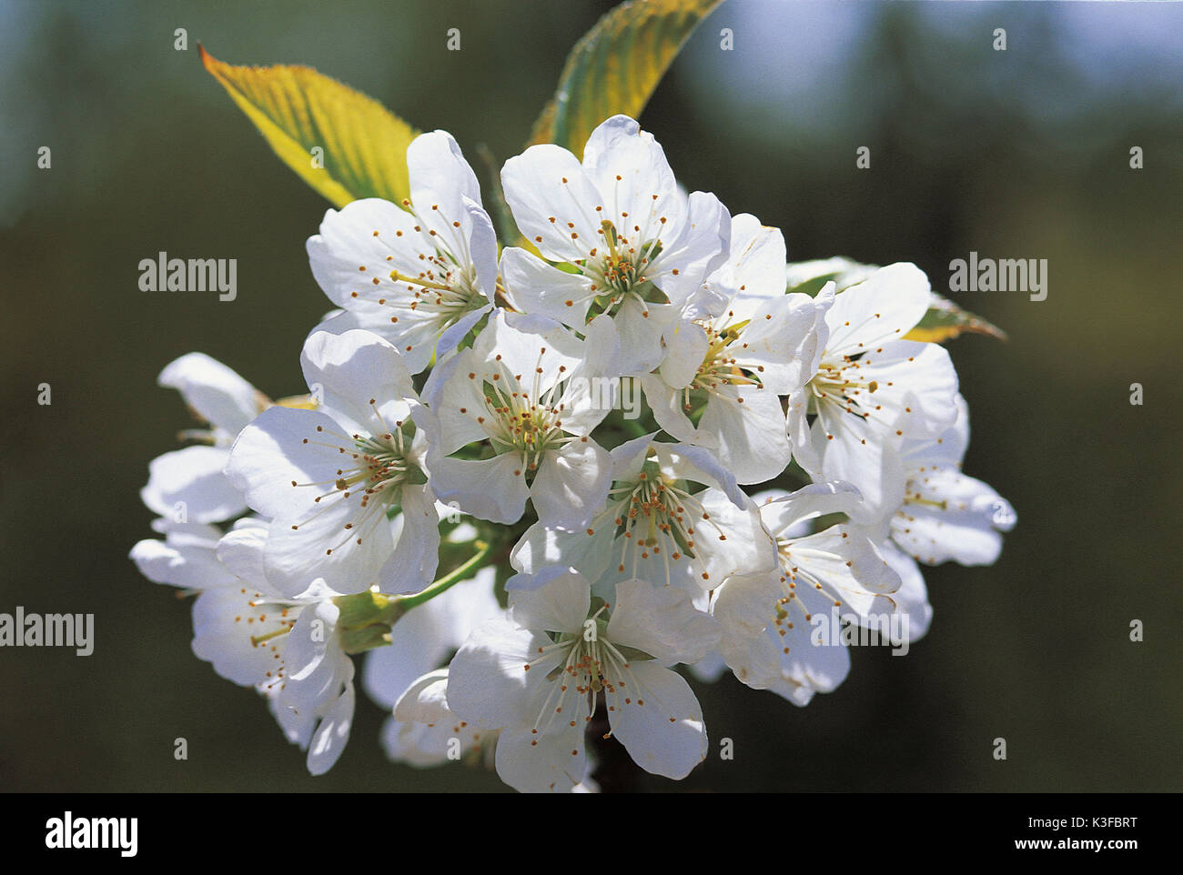 Cherry blossom details hi-res stock photography and images - Alamy