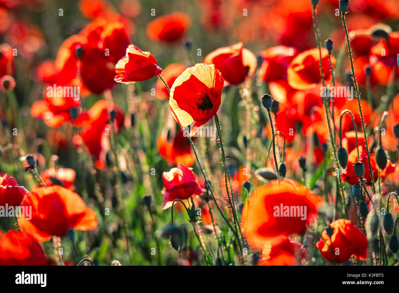 Field of seed hi-res stock photography and images - Alamy
