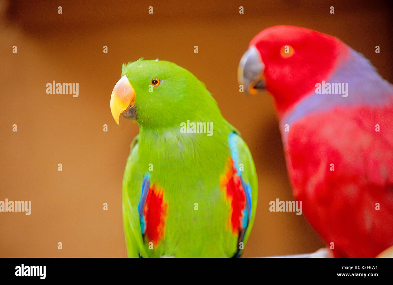Two green parrots hi-res stock photography and images - Alamy