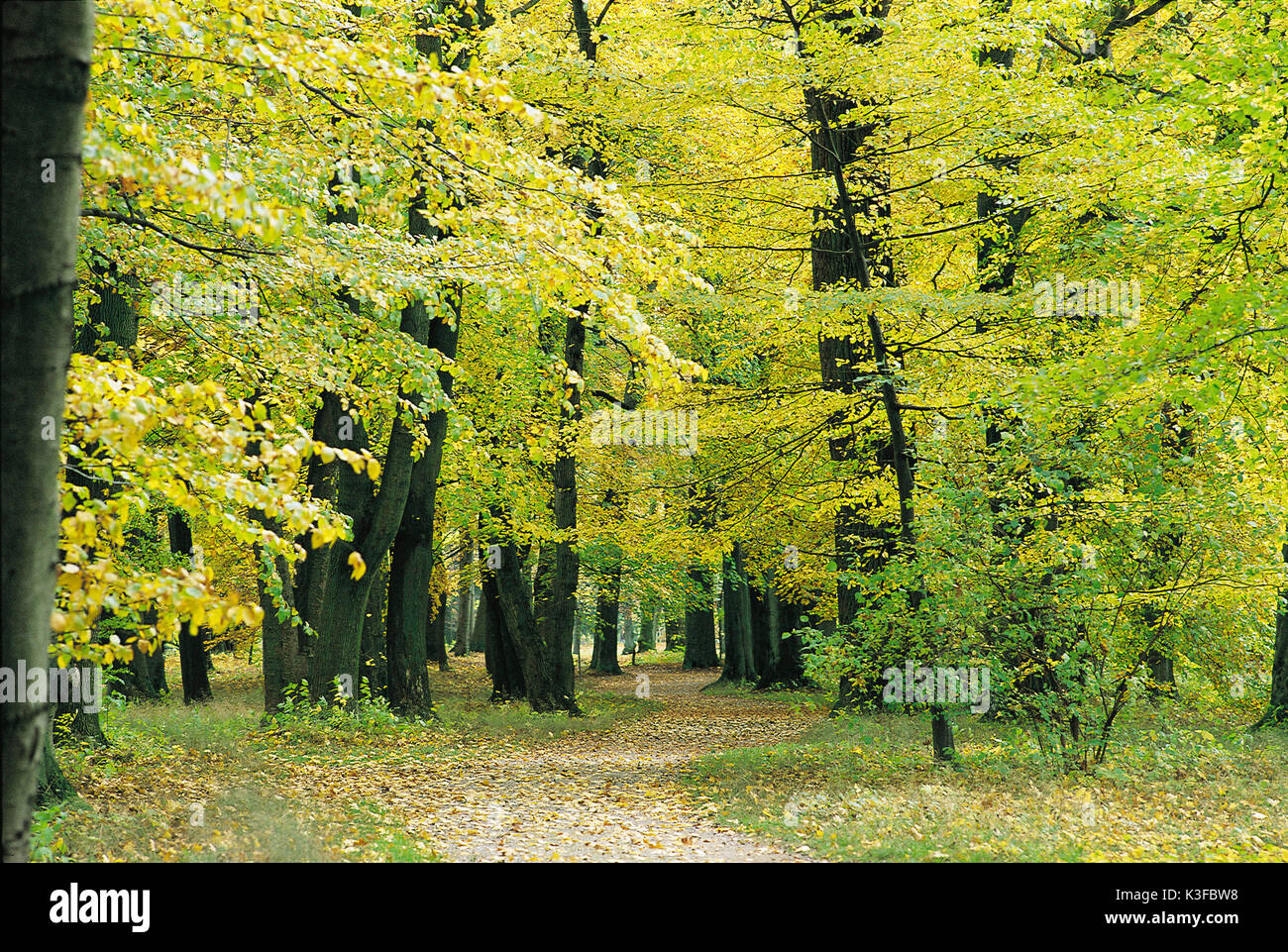 Grit ways hi-res stock photography and images - Alamy