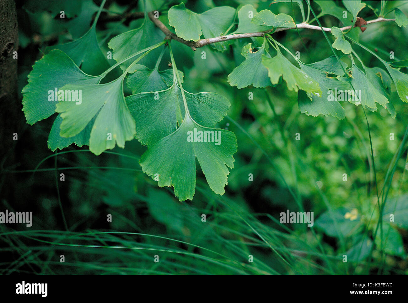 Gingko hi-res stock photography and images - Alamy