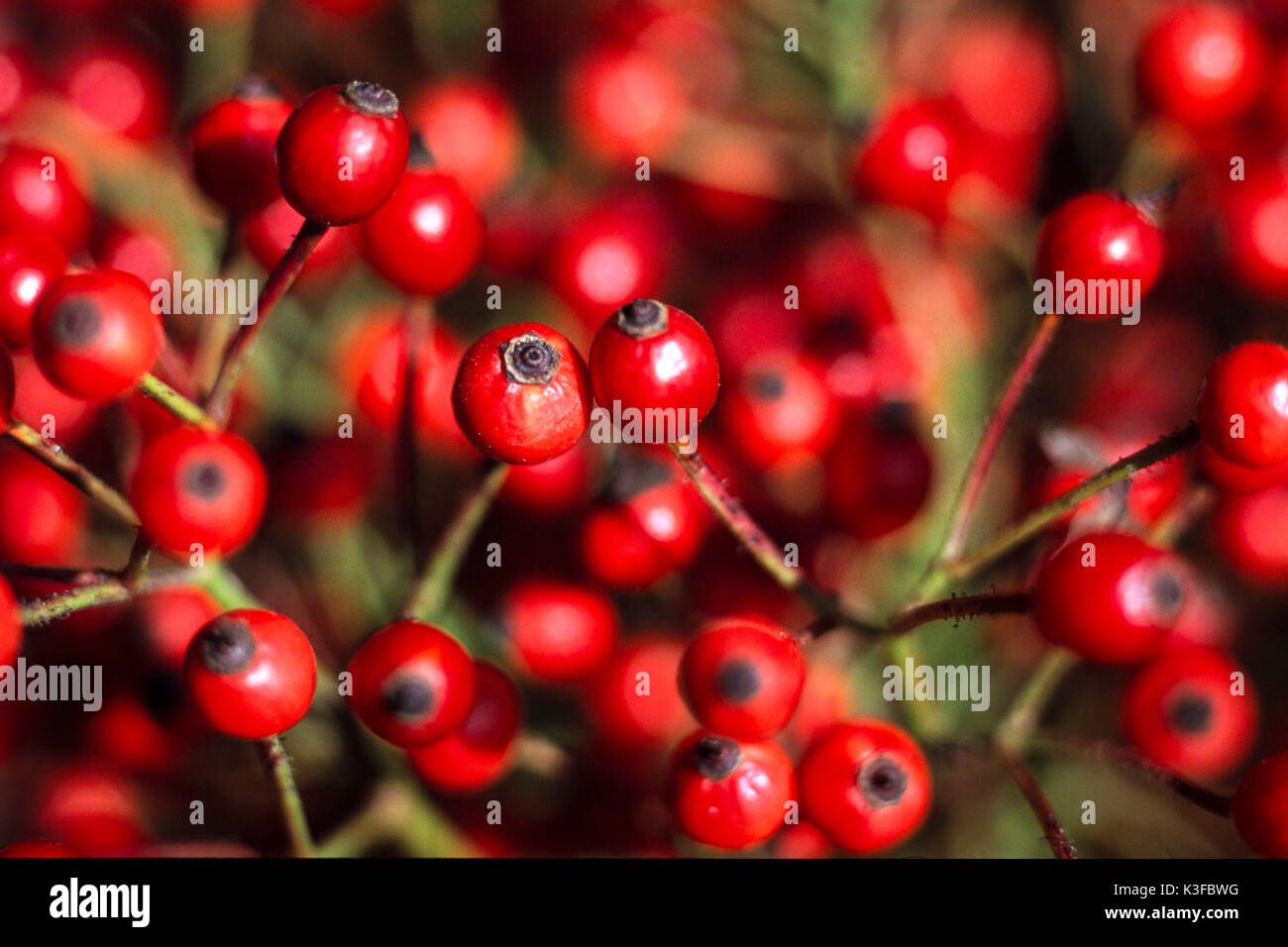 Rose hip shrub Stock Photo - Alamy