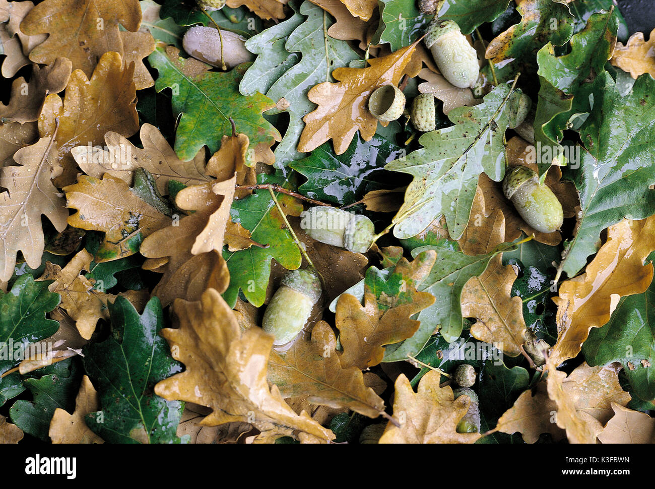 Oaken hi-res stock photography and images - Alamy