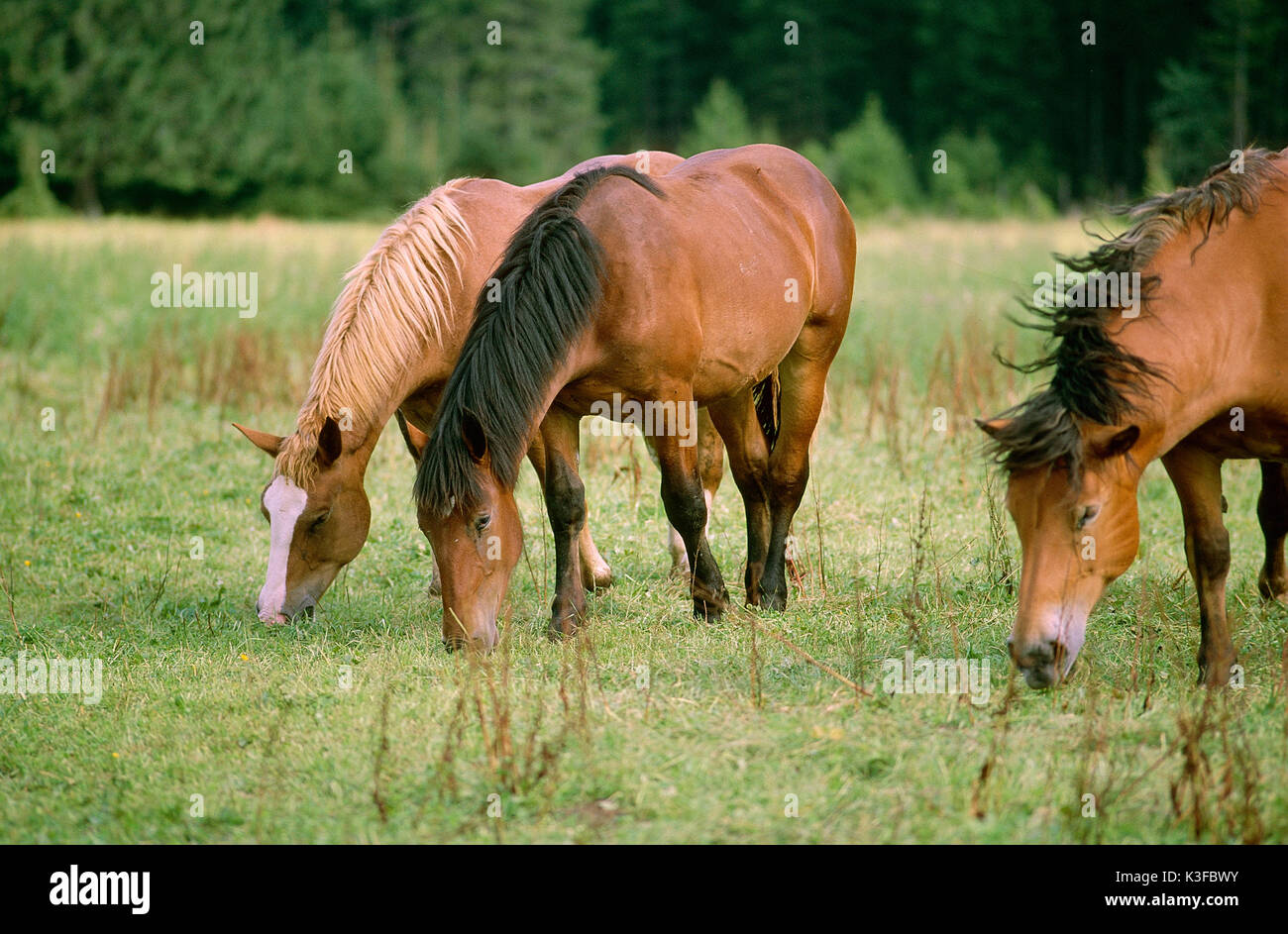 Herd horses on pasture hi-res stock photography and images - Alamy