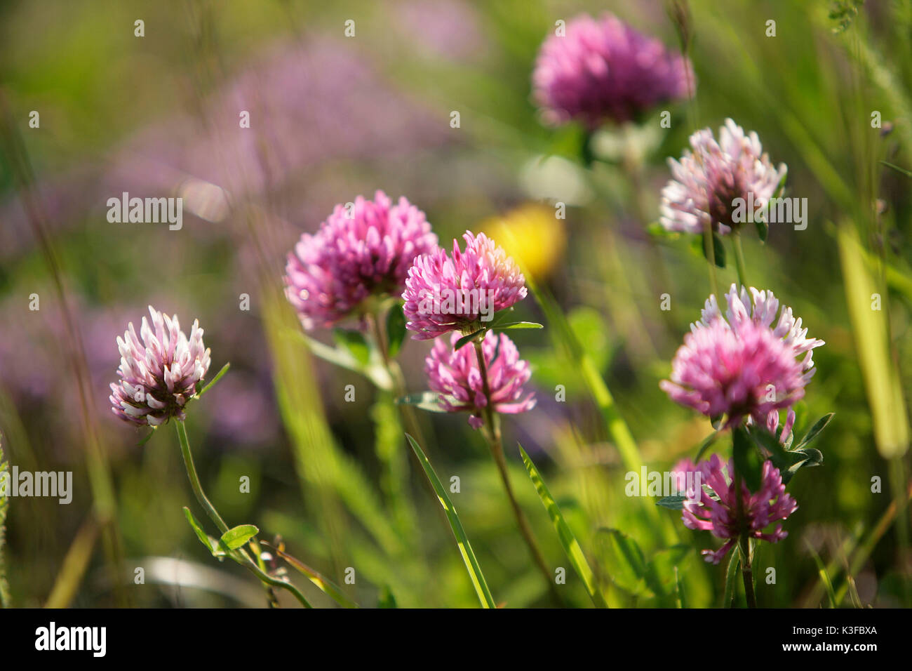 Violet clover hi-res stock photography and images - Alamy