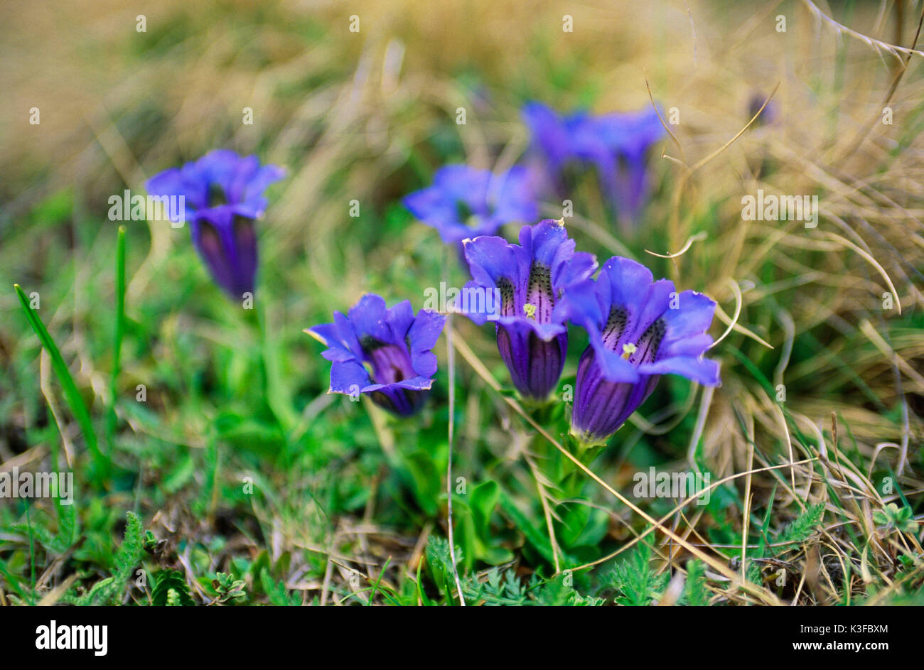 Gentians hi-res stock photography and images - Alamy