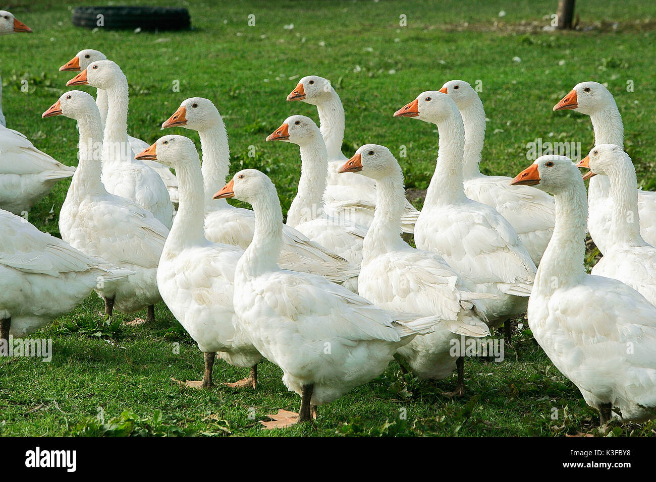 Free running farm bird hi-res stock photography and images - Alamy