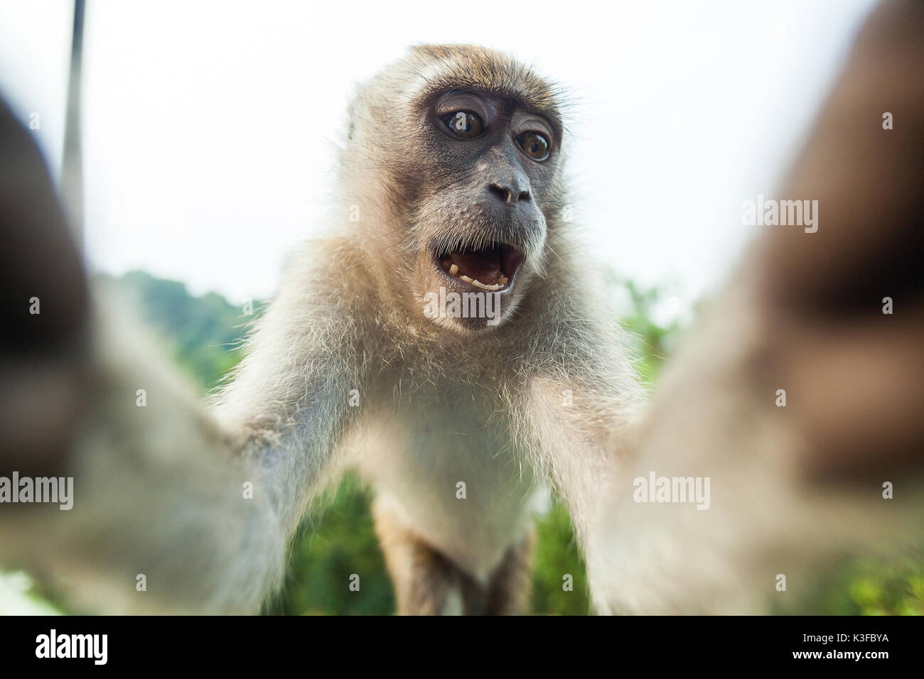 Funny macaque hi-res stock photography and images - Alamy