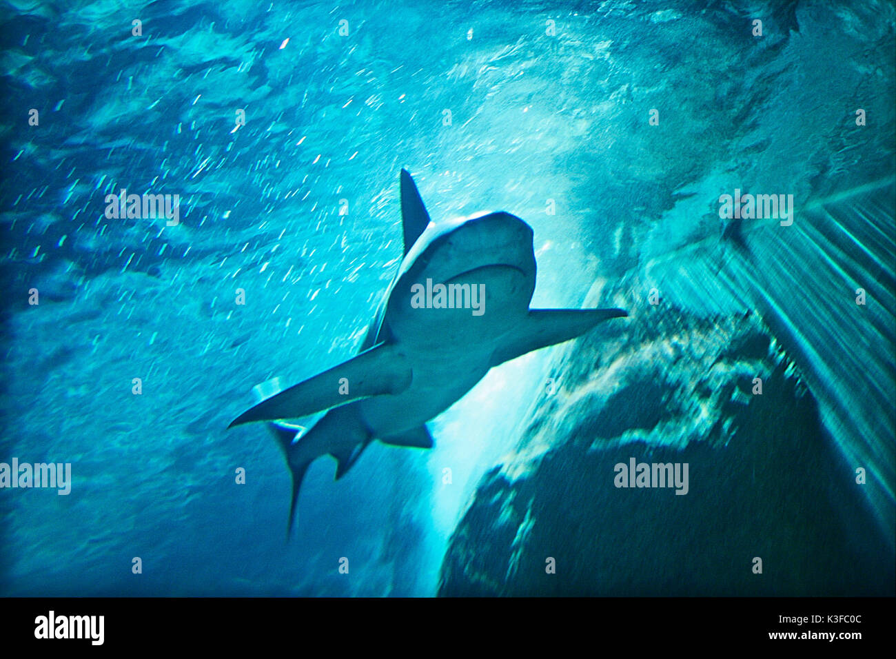 Shark fish hi-res stock photography and images - Alamy