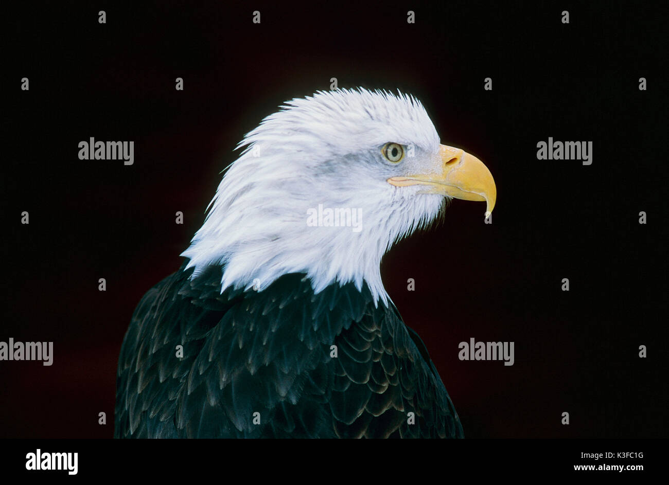Eagle black white hi-res stock photography and images - Alamy