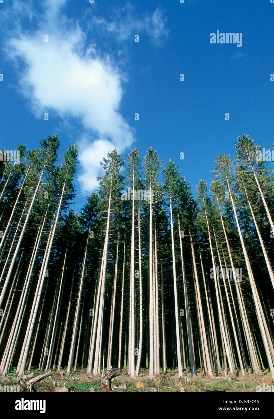 Benefit forest hi-res stock photography and images - Alamy
