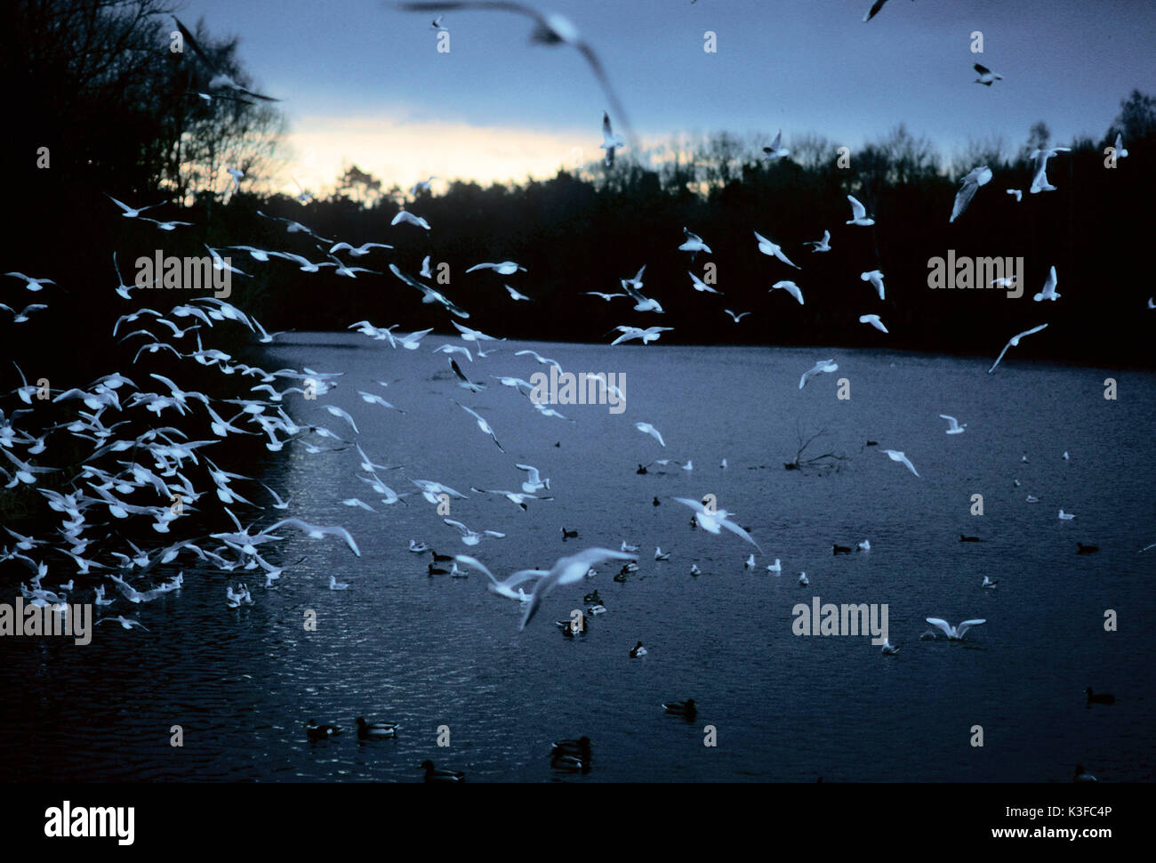 Swarm of birds hi-res stock photography and images - Alamy