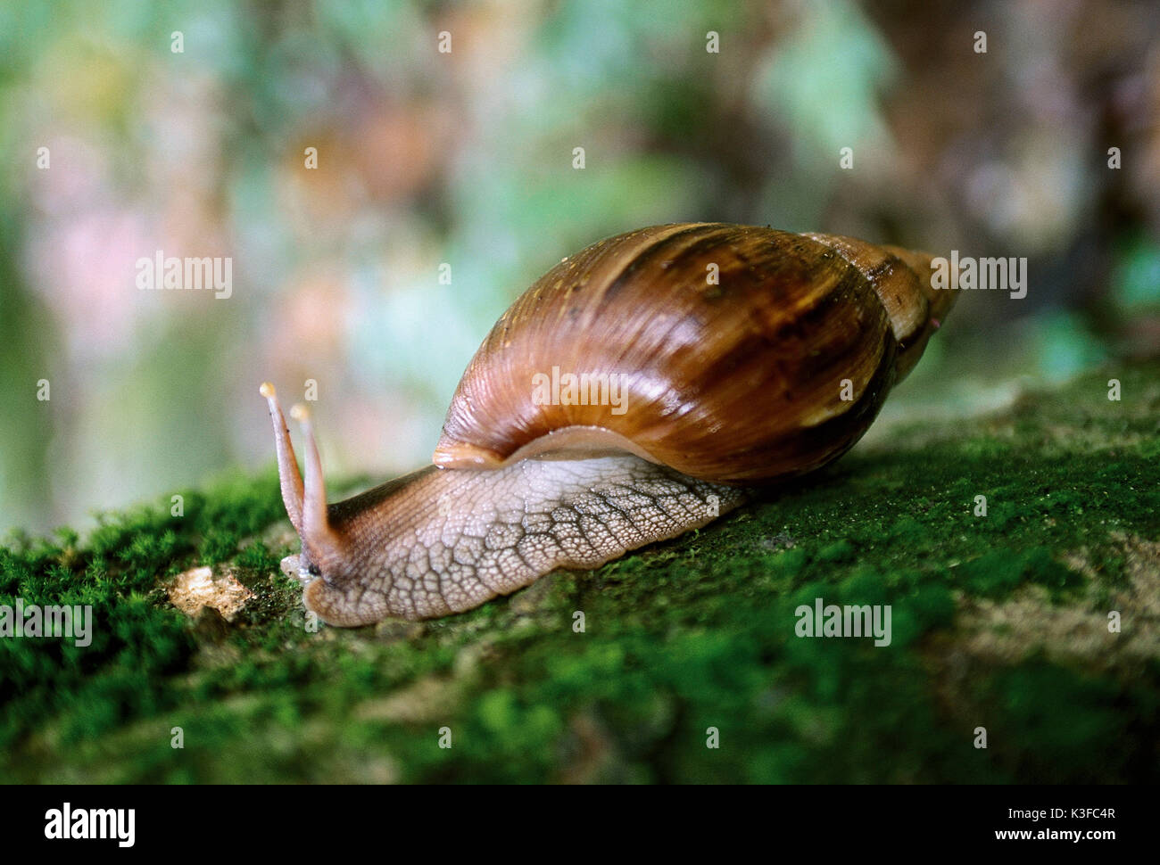 Snail side hi-res stock photography and images - Alamy