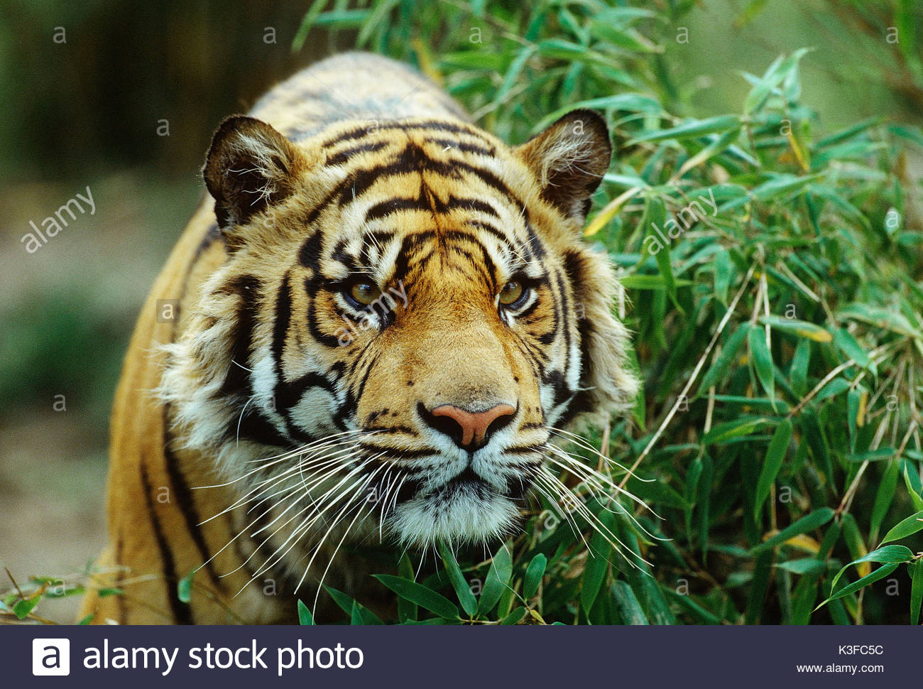 Tiger Teeth Stock Photos & Tiger Teeth Stock Images - Alamy