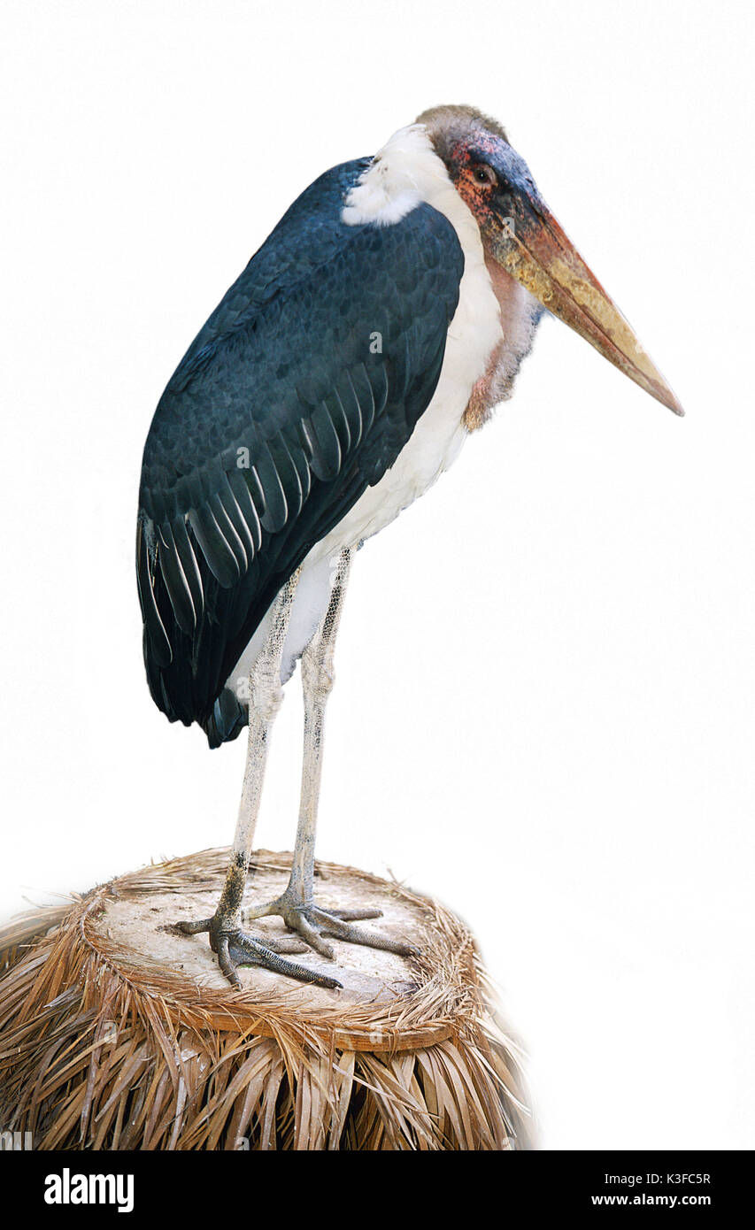 Marabou hi-res stock photography and images - Alamy