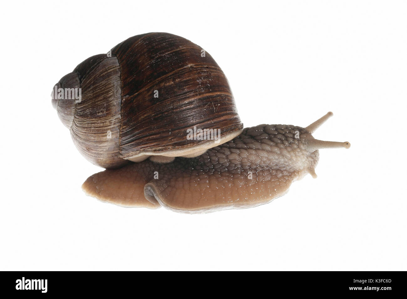 Icon snail hi-res stock photography and images - Alamy