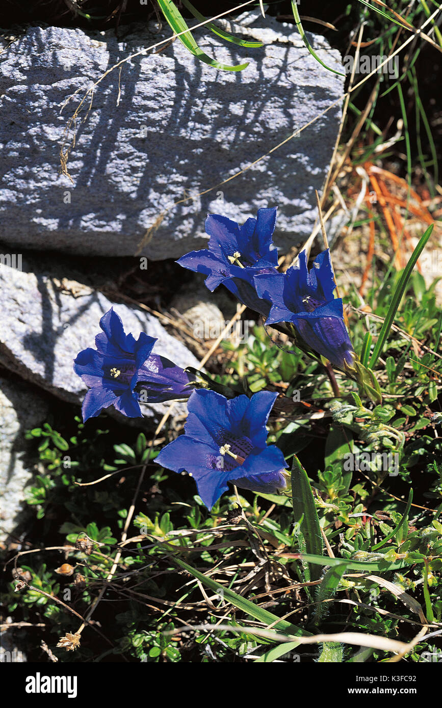 Gentian blue flowers hi-res stock photography and images - Alamy