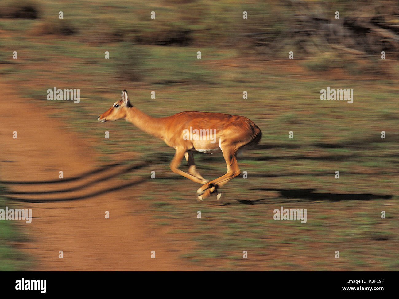 Antelope running hi-res stock photography and images - Alamy