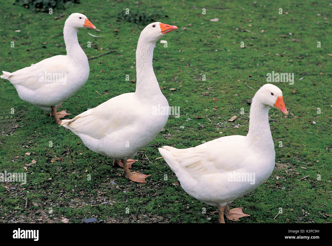 Free running farm bird hi-res stock photography and images - Alamy