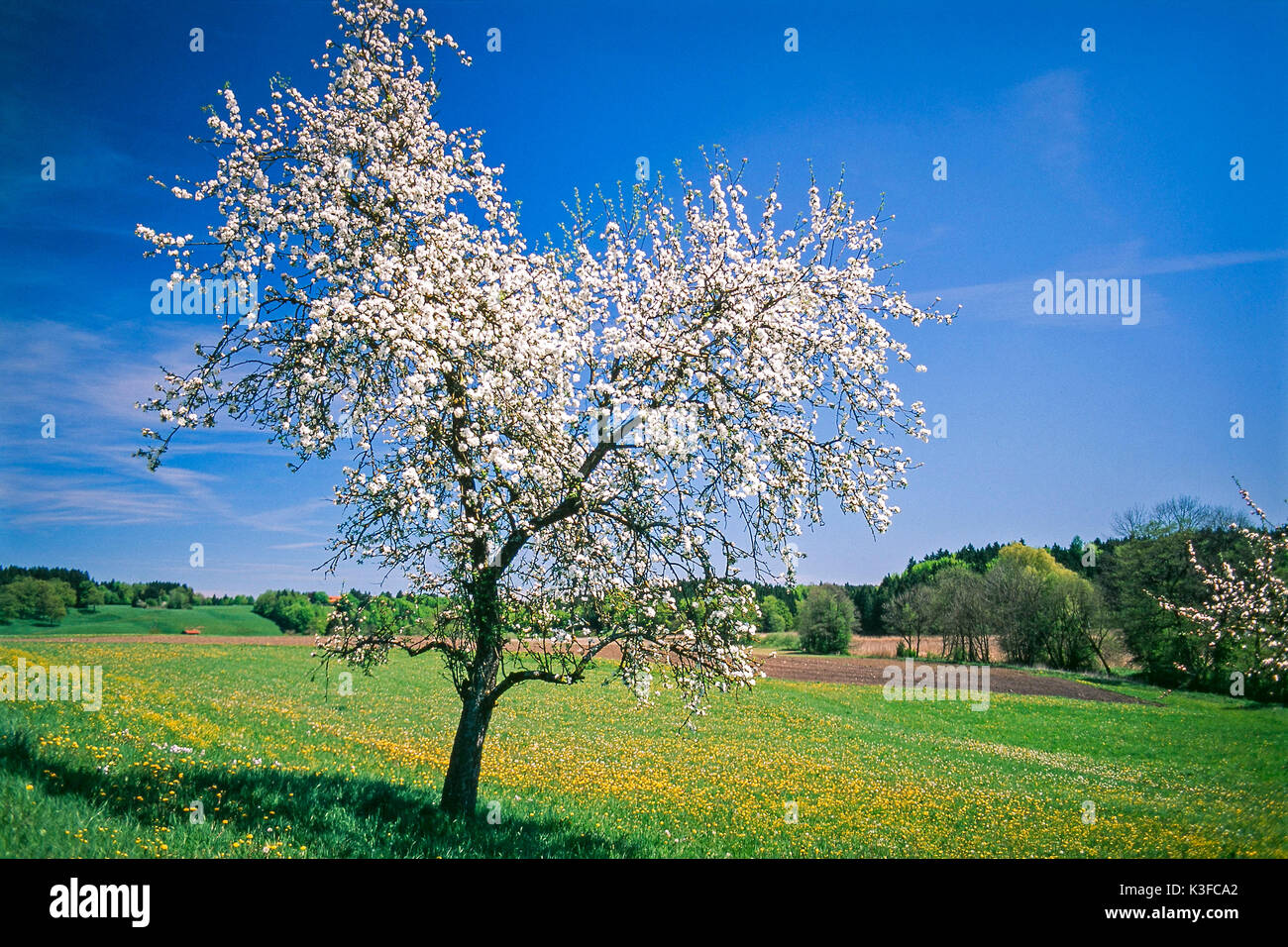 Fruit tree meadow with apple trees hi-res stock photography and images ...