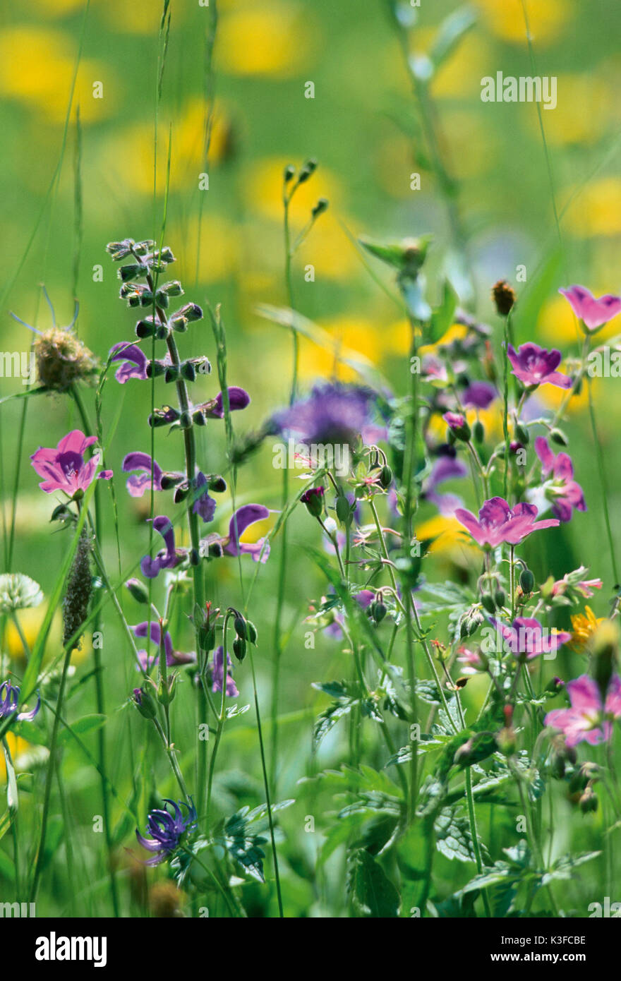 Spring meadow flowers hi-res stock photography and images - Alamy