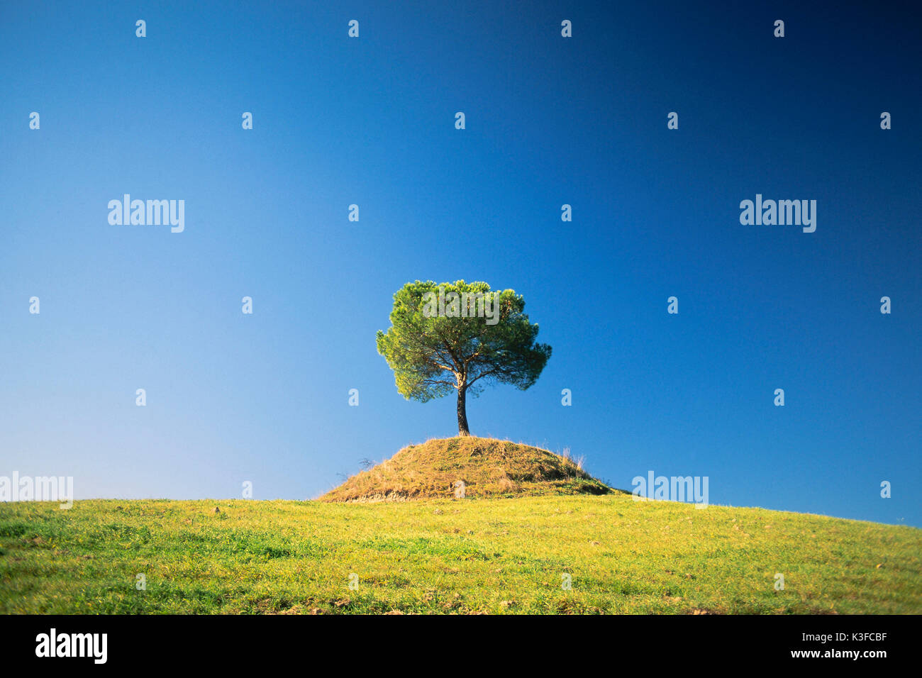 Single pine in Tuscany Stock Photo - Alamy