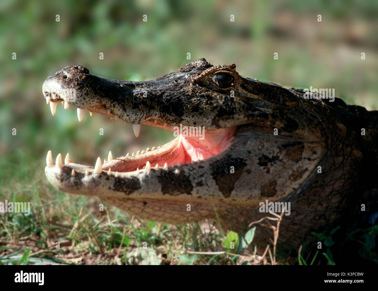 Glass cayman hi-res stock photography and images - Alamy