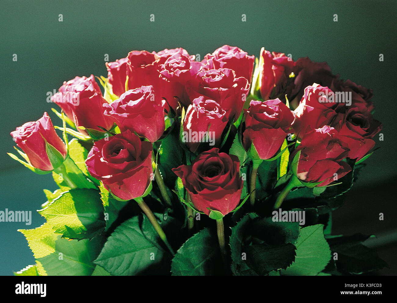 Picture of roses hi-res stock photography and images - Alamy