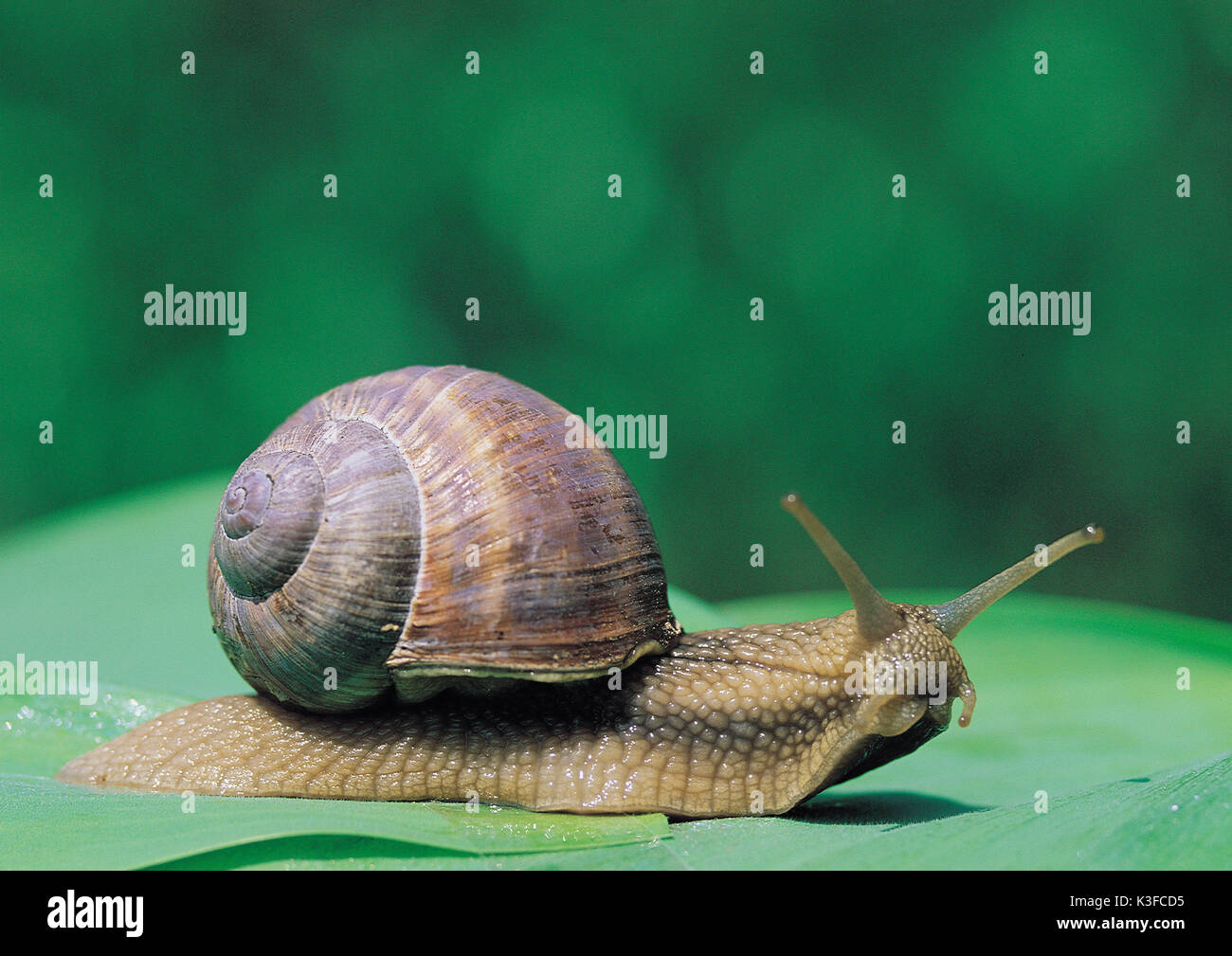 Space snail hi-res stock photography and images - Alamy