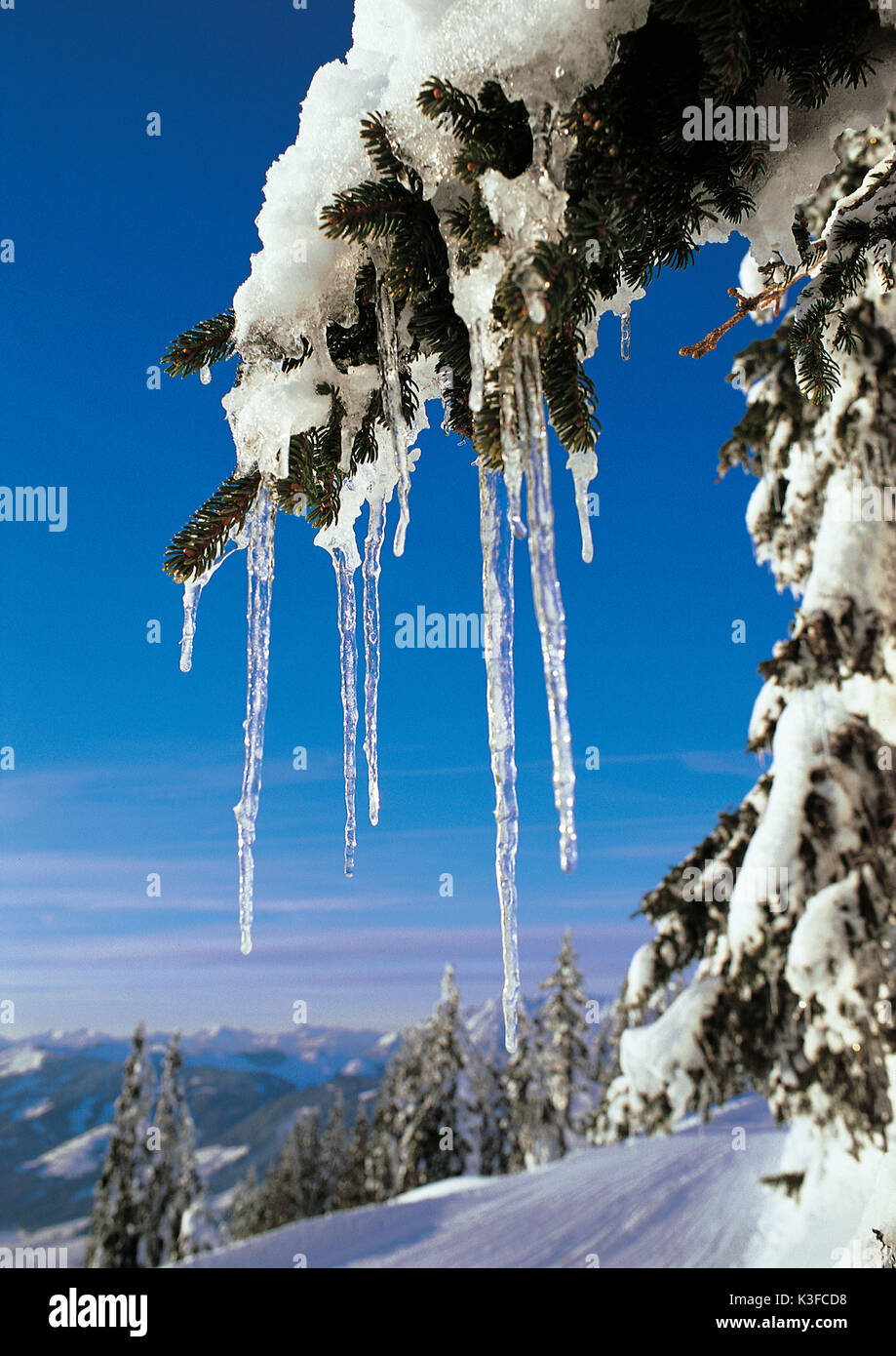 Icicles in tree hi-res stock photography and images - Alamy